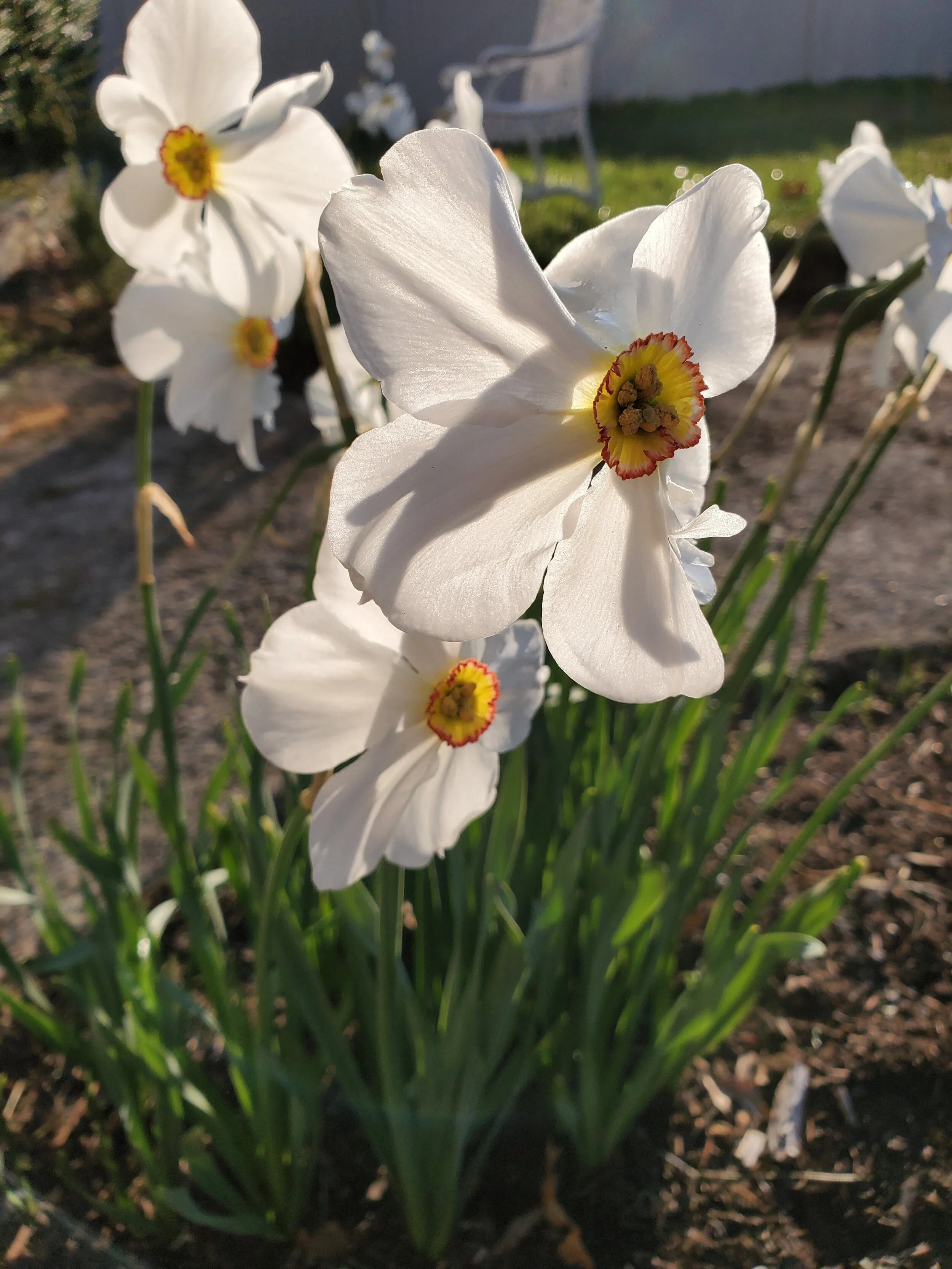My First Spring Bulbs — Three Little Limes