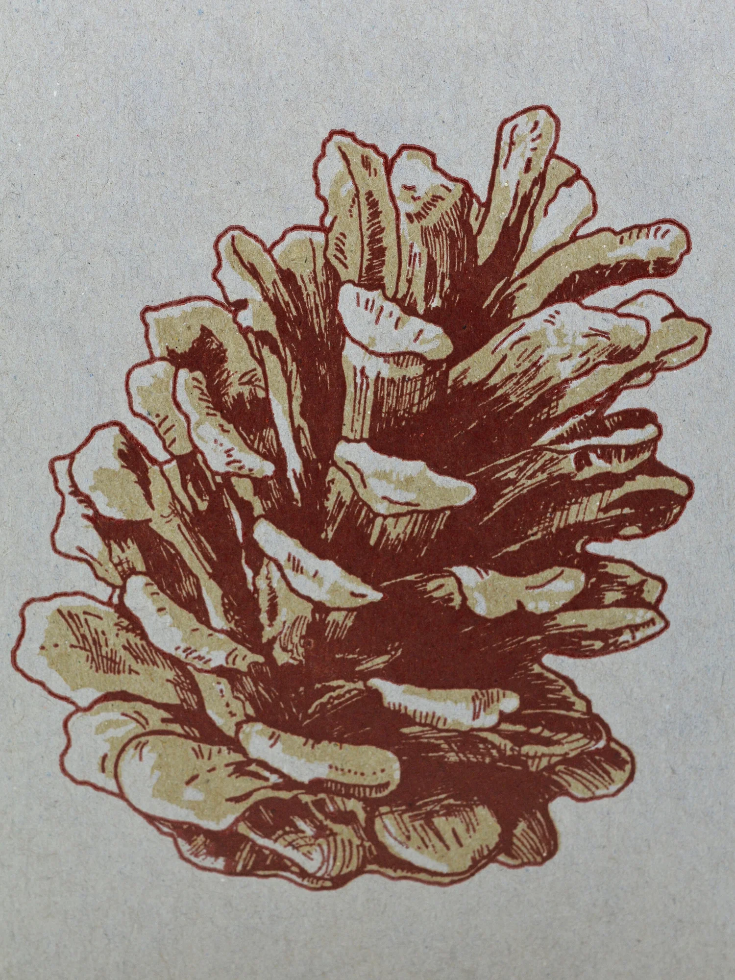 Vintage Pine Cone Illustration