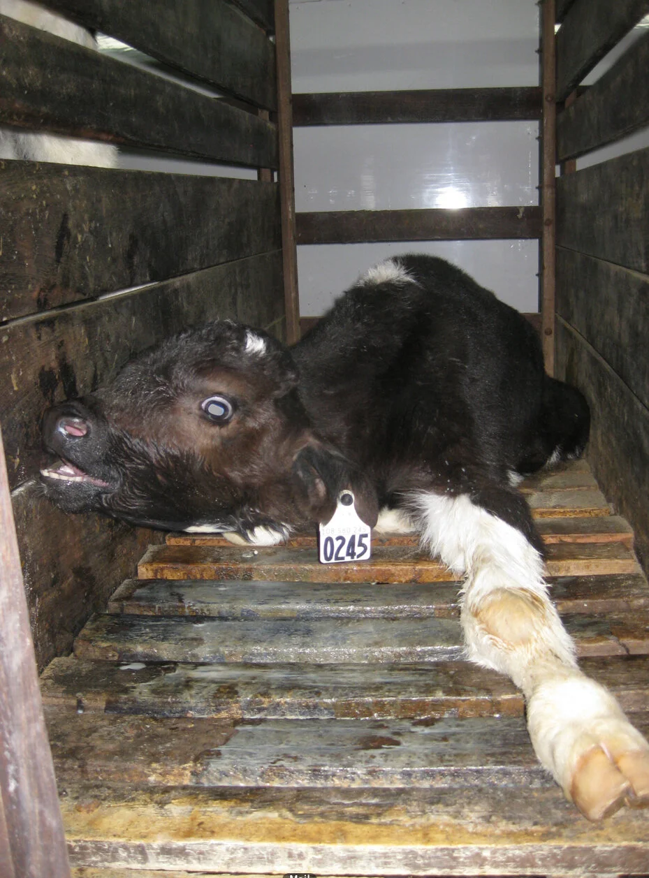 Life Of A Cow — Dairy-Truth
