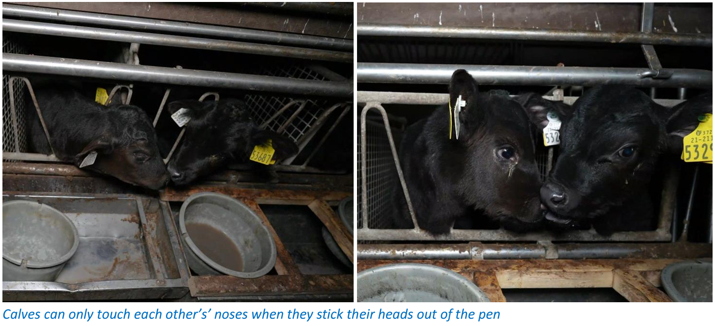 The Veal Industry and its Ties to Dairy Farming — Dairy-Truth