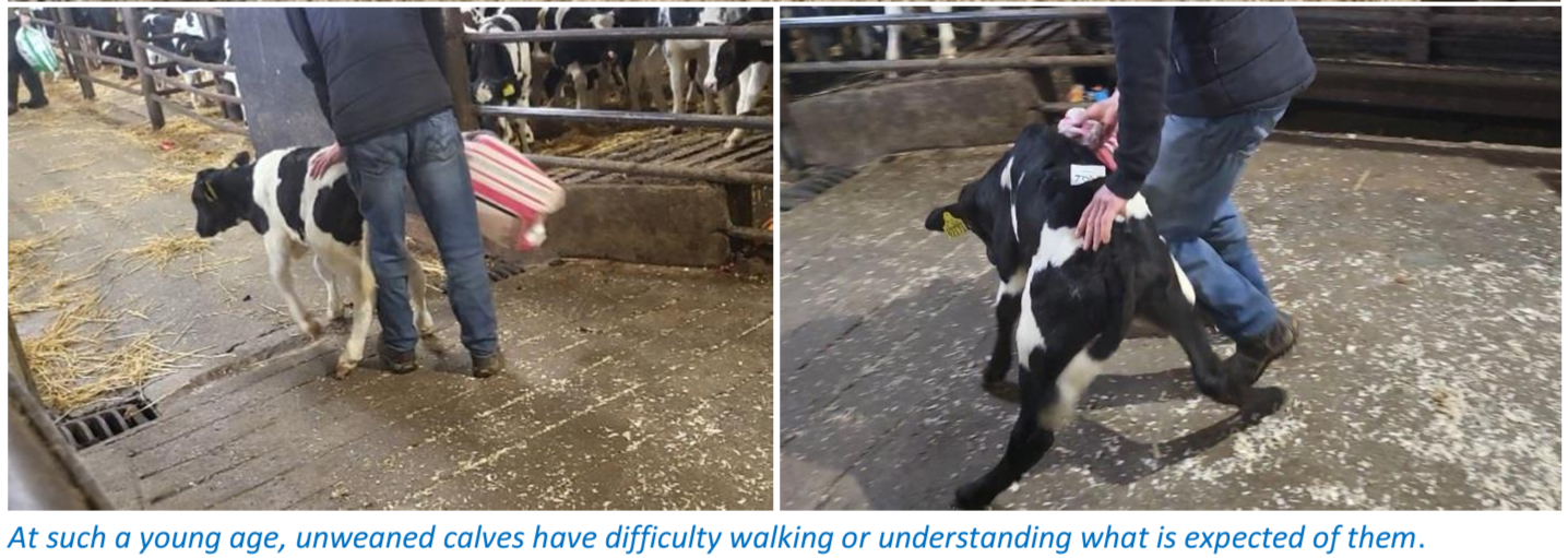 The Veal Industry and its Ties to Dairy Farming — Dairy-Truth