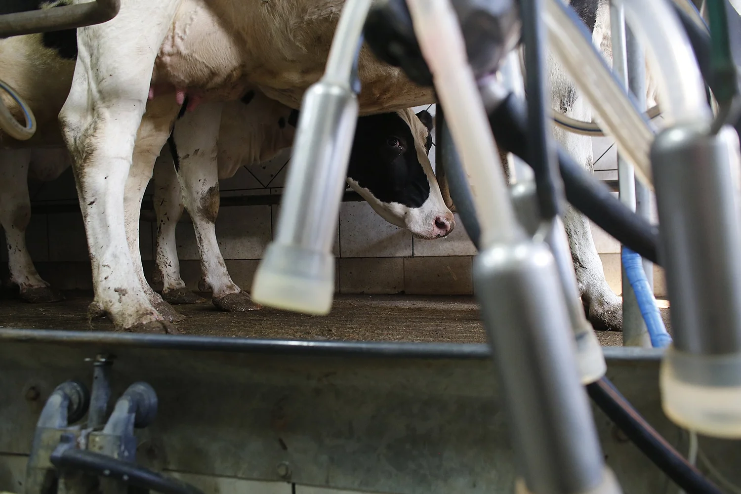 Does Milking Hurt Cows? — Dairy-Truth