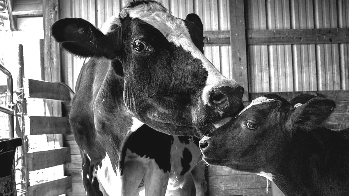Cows Need Friends — Dairy-Truth