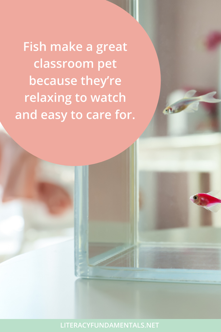 Simple Class Pet Ideas for Elementary Teachers — Literacy Fundamentals
