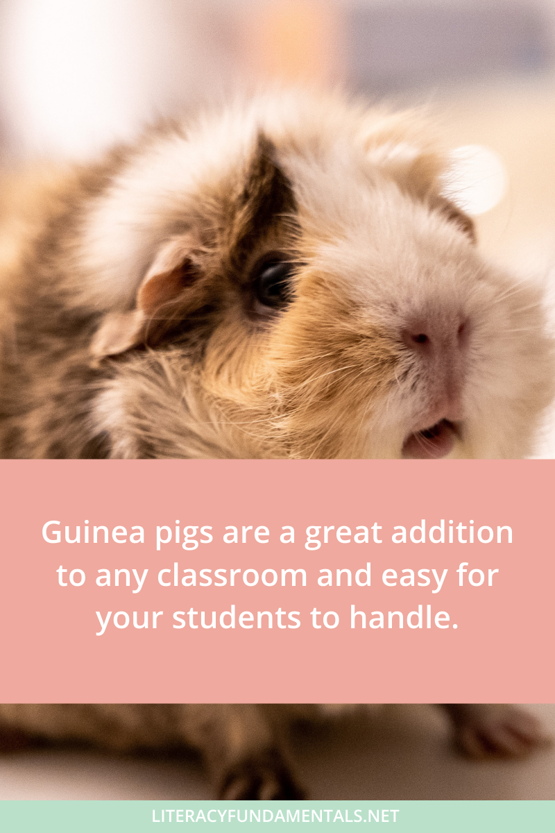 Simple Class Pet Ideas for Elementary Teachers — Literacy Fundamentals