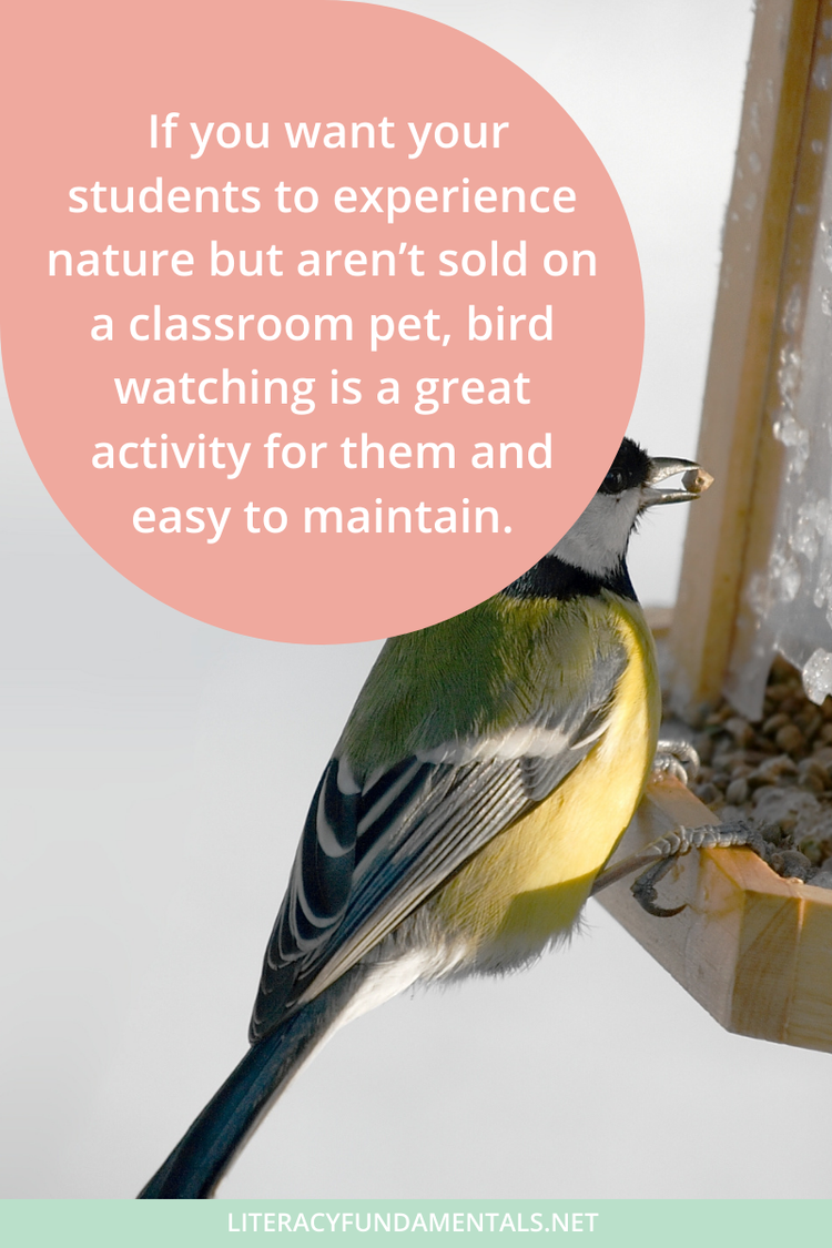 Simple Class Pet Ideas for Elementary Teachers — Literacy Fundamentals