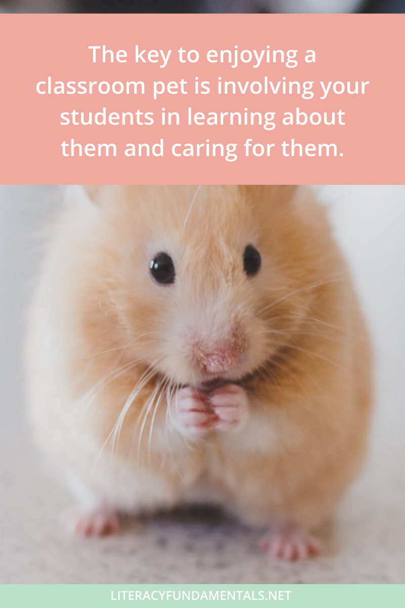 Simple Class Pet Ideas for Elementary Teachers — Literacy Fundamentals