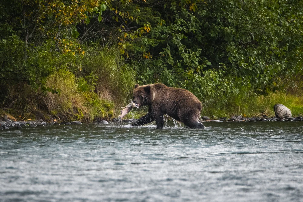 Bear Cubs of Kenai | The Journal of Lost Time