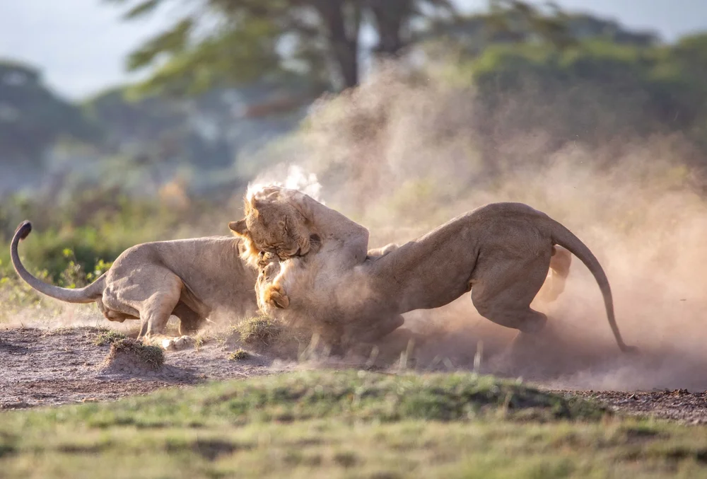Brothers at War - Lions in West Kilimanjaro | The Journal of Lost Time