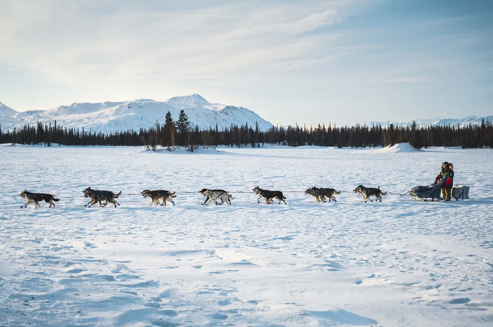 Dogs of the North - 2021 Iditarod Sled Dog Race | The Journal of Lost Time