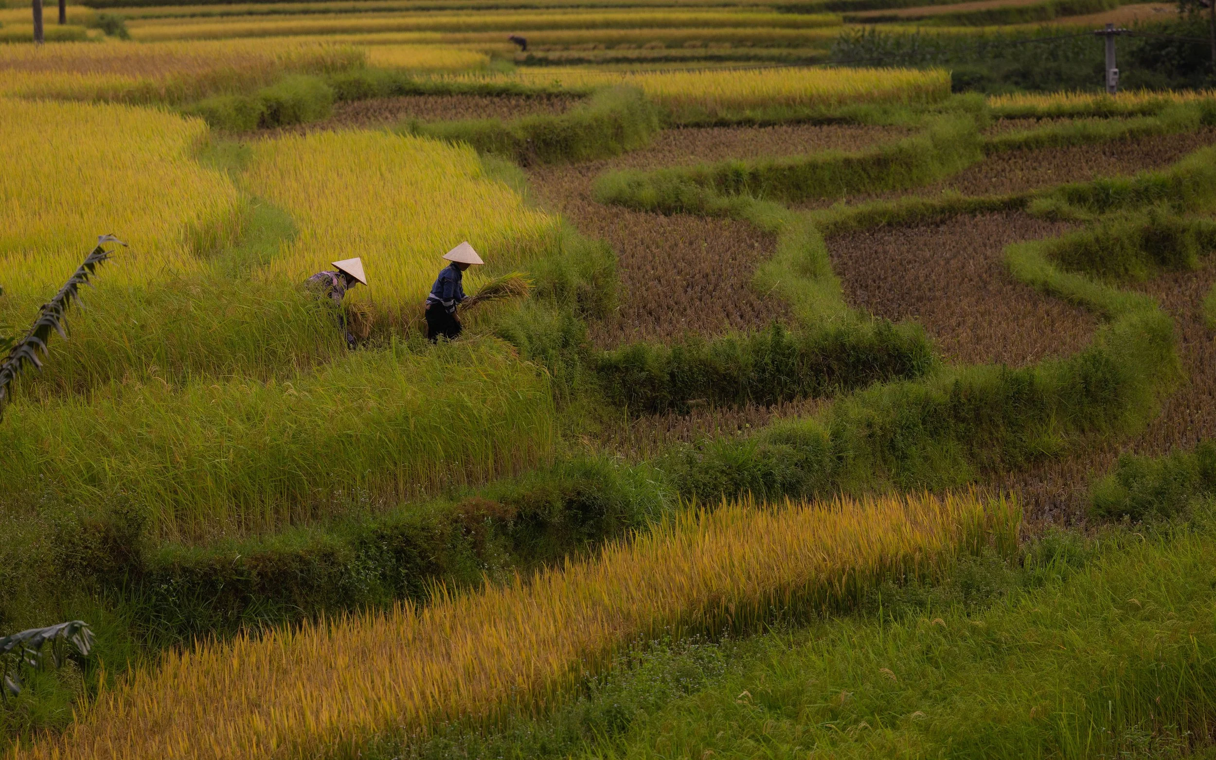 The Happiness Road | The Journal of Lost Time
