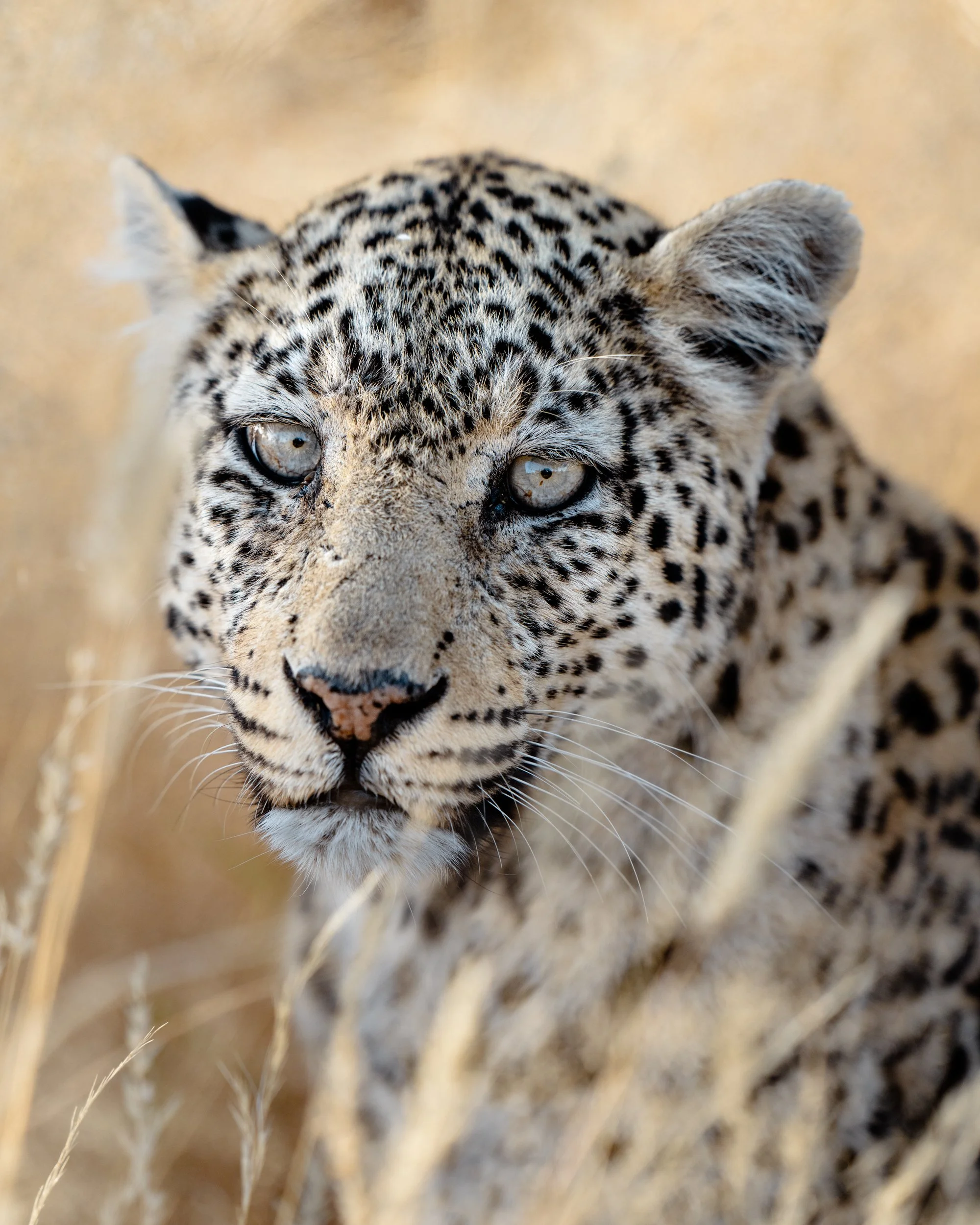 Place of Water - Wildlife Photography in Erindi Game Reserve | The ...