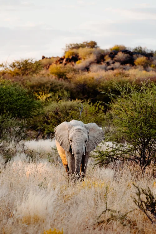 Place of Water - Wildlife Photography in Erindi Game Reserve | The ...