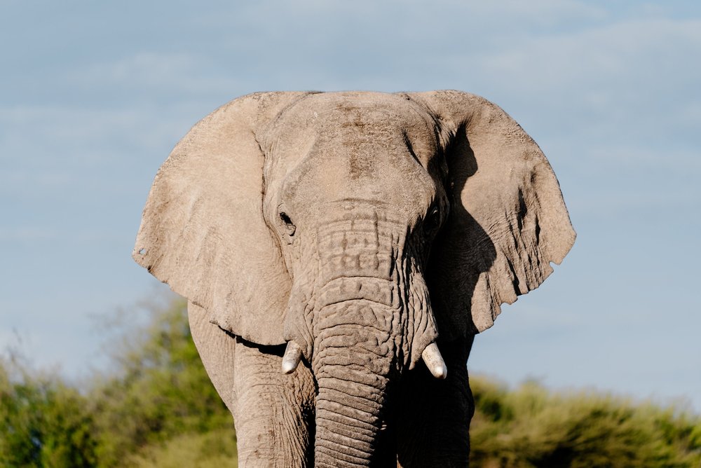 Place of Water - Wildlife Photography in Erindi Game Reserve | The ...