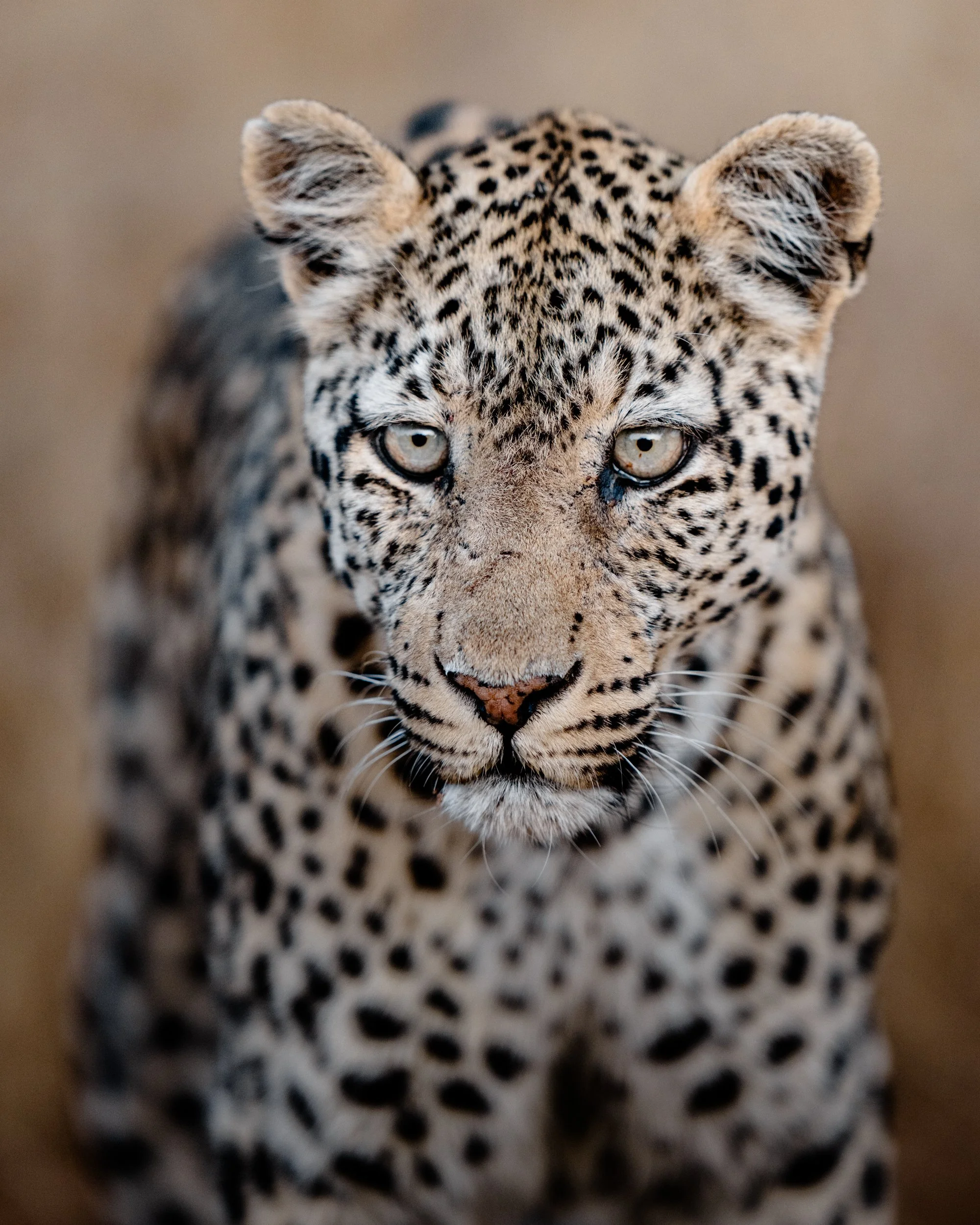 Place of Water - Wildlife Photography in Erindi Game Reserve | The ...