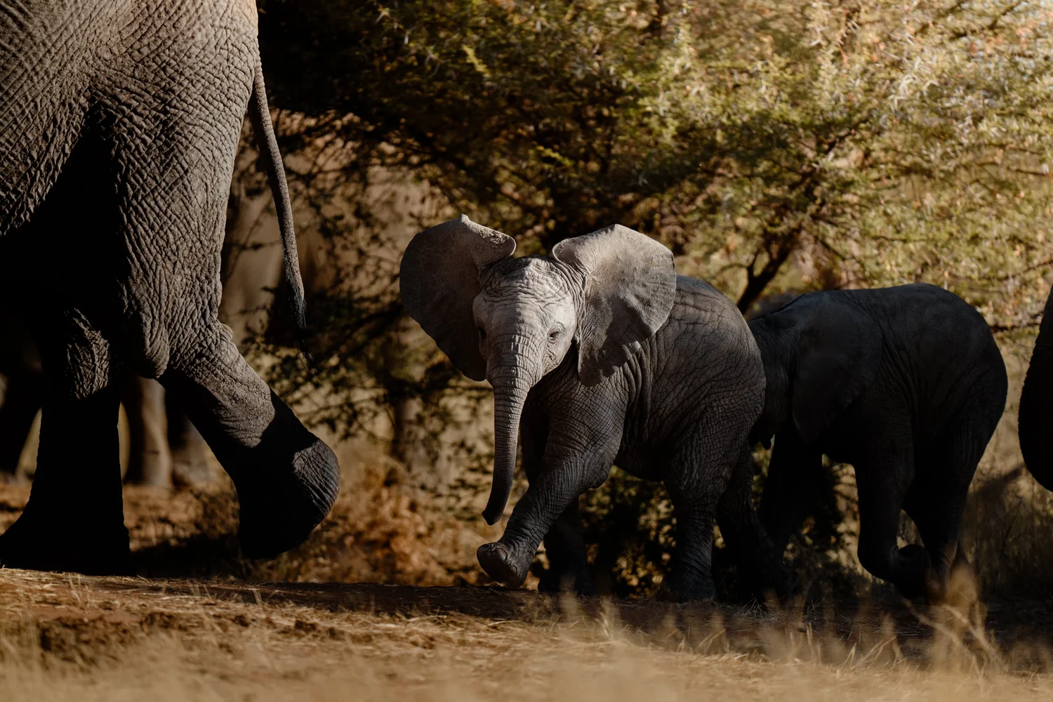 Place of Water - Wildlife Photography in Erindi Game Reserve | The ...