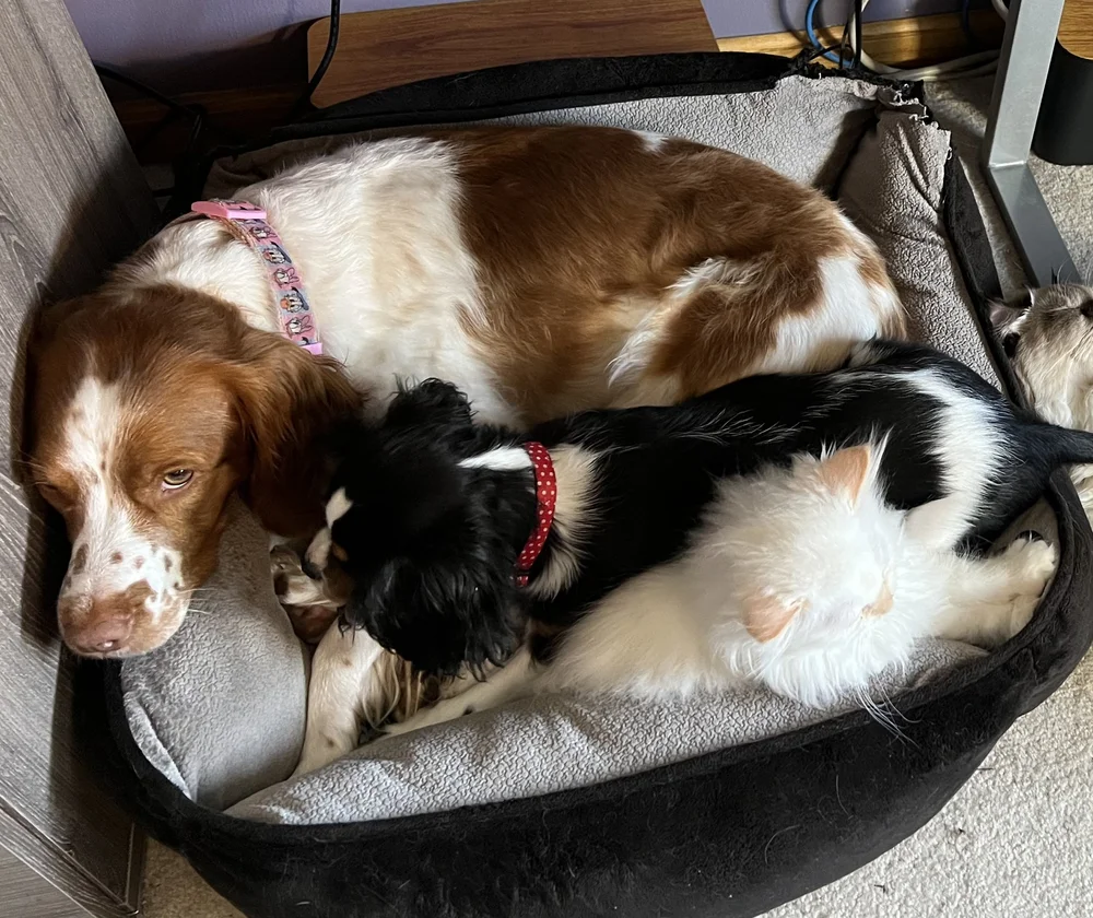 Pupdates + Reviews — STONE CREEK KENNEL