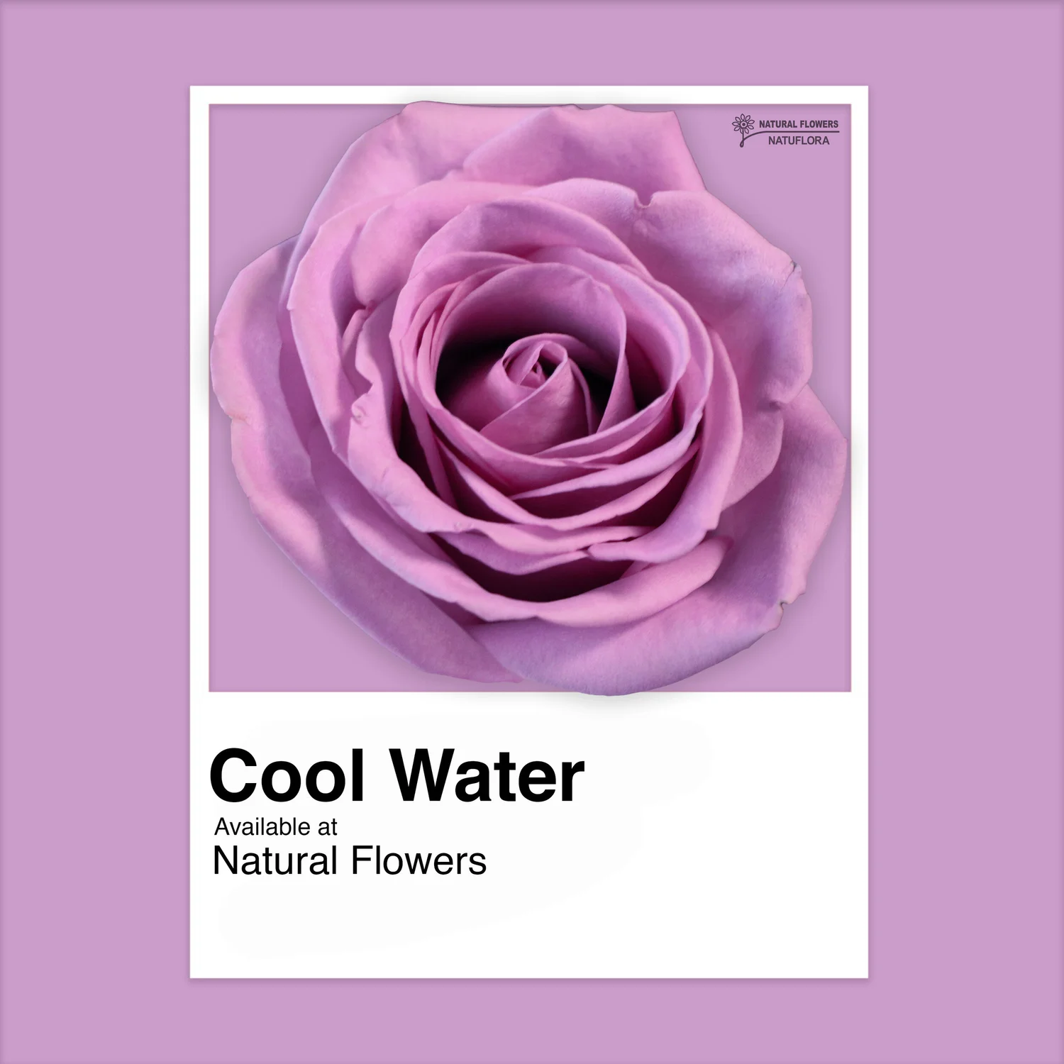 Cool Water Rose