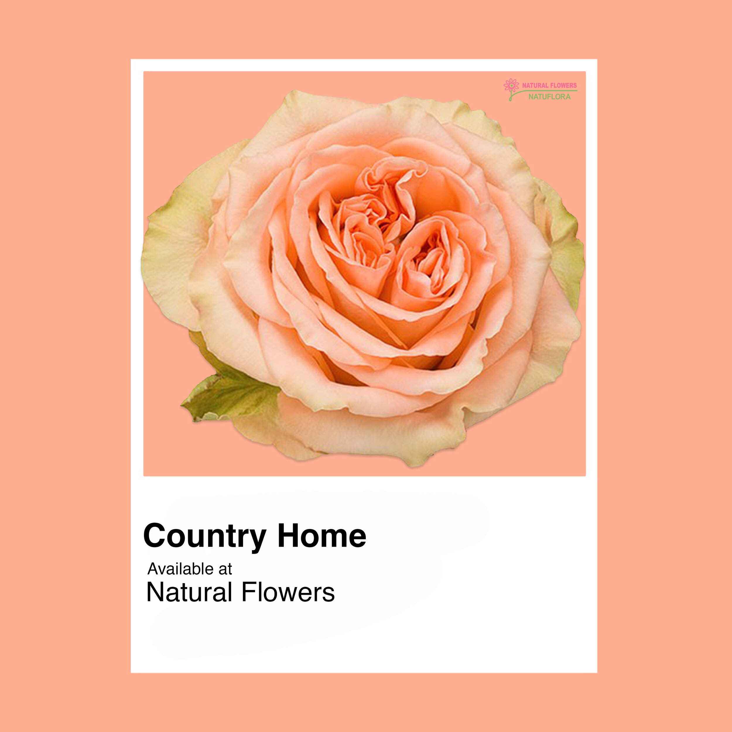Country Home Rose - Natural Flowers
