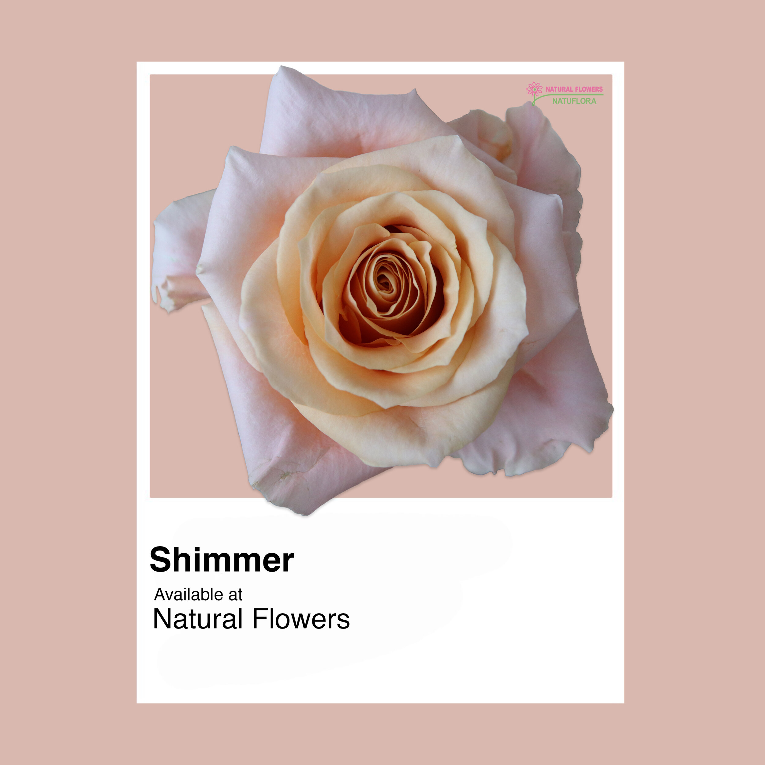 Shimmer Rose - Natural Flowers
