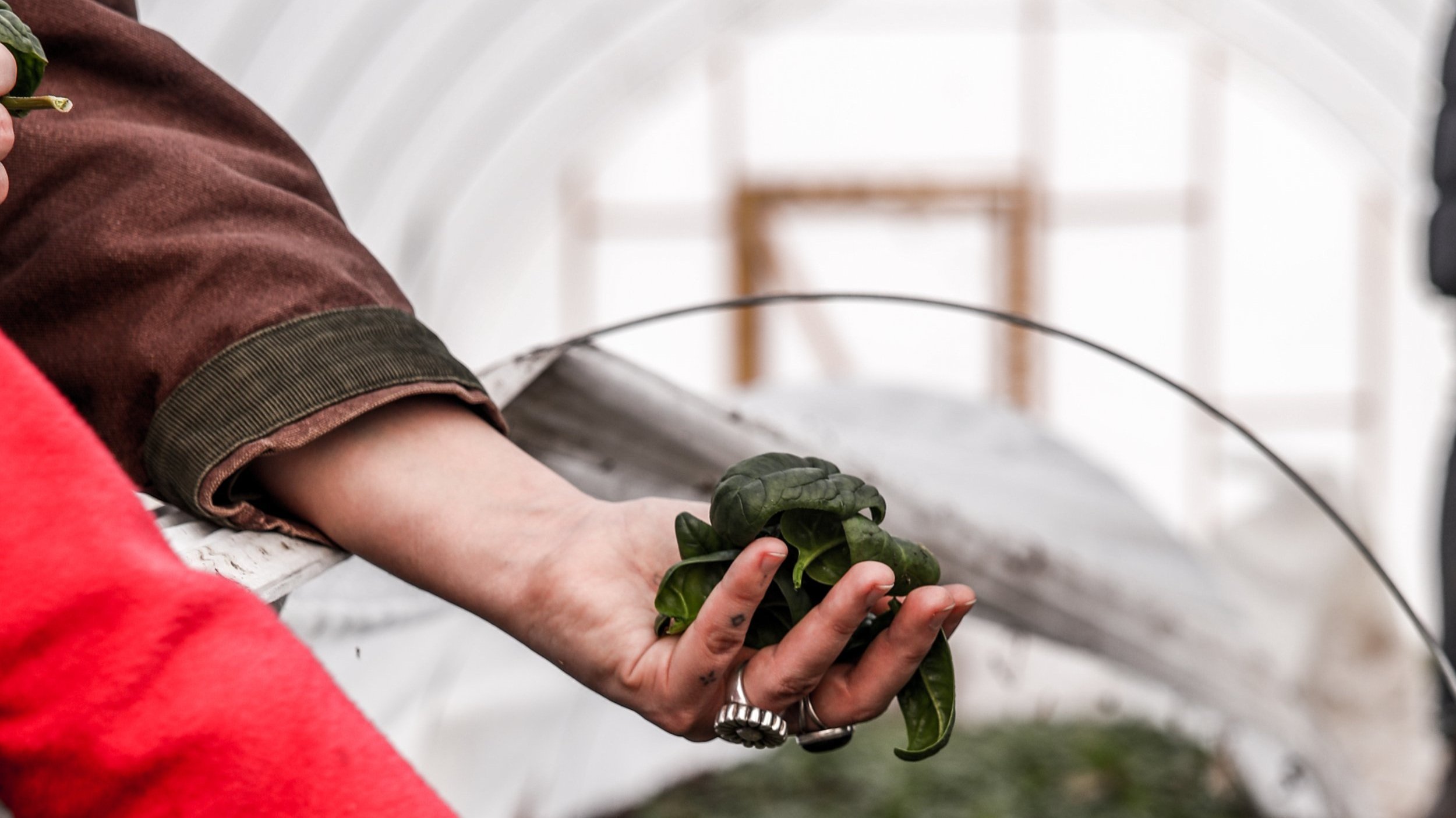 Exploring a Farm — Sprout Up