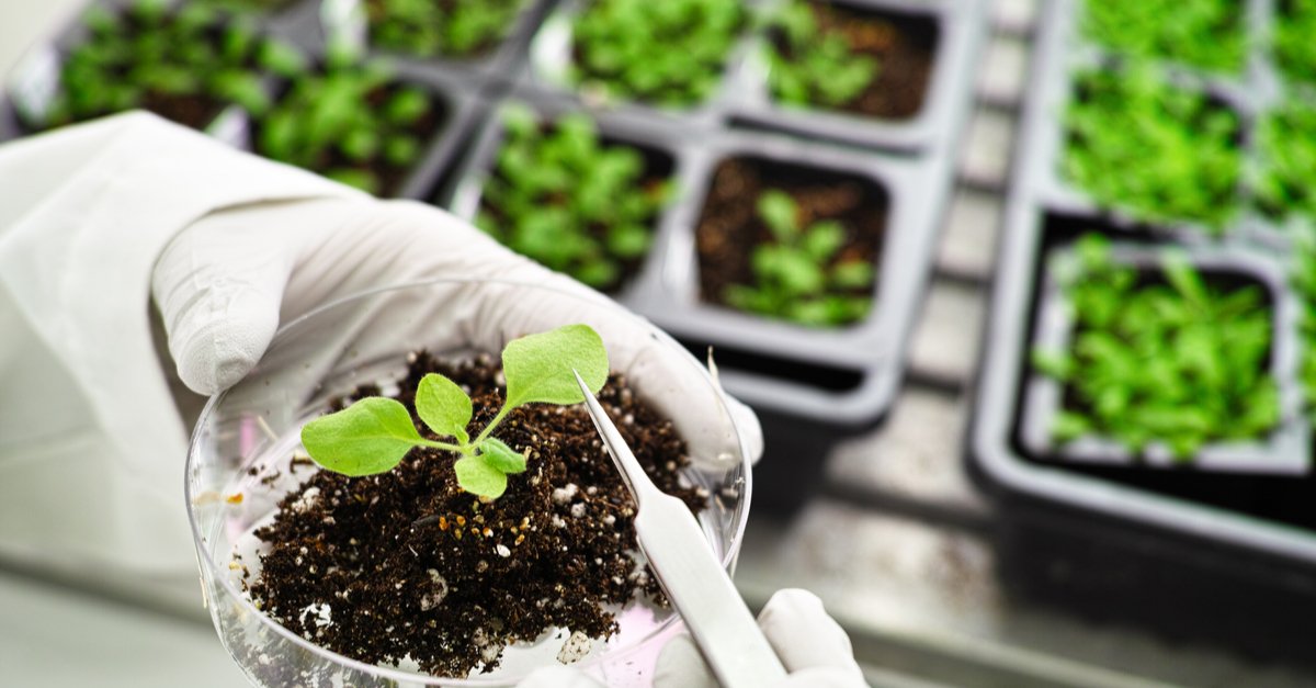 Edama Organic Solutions