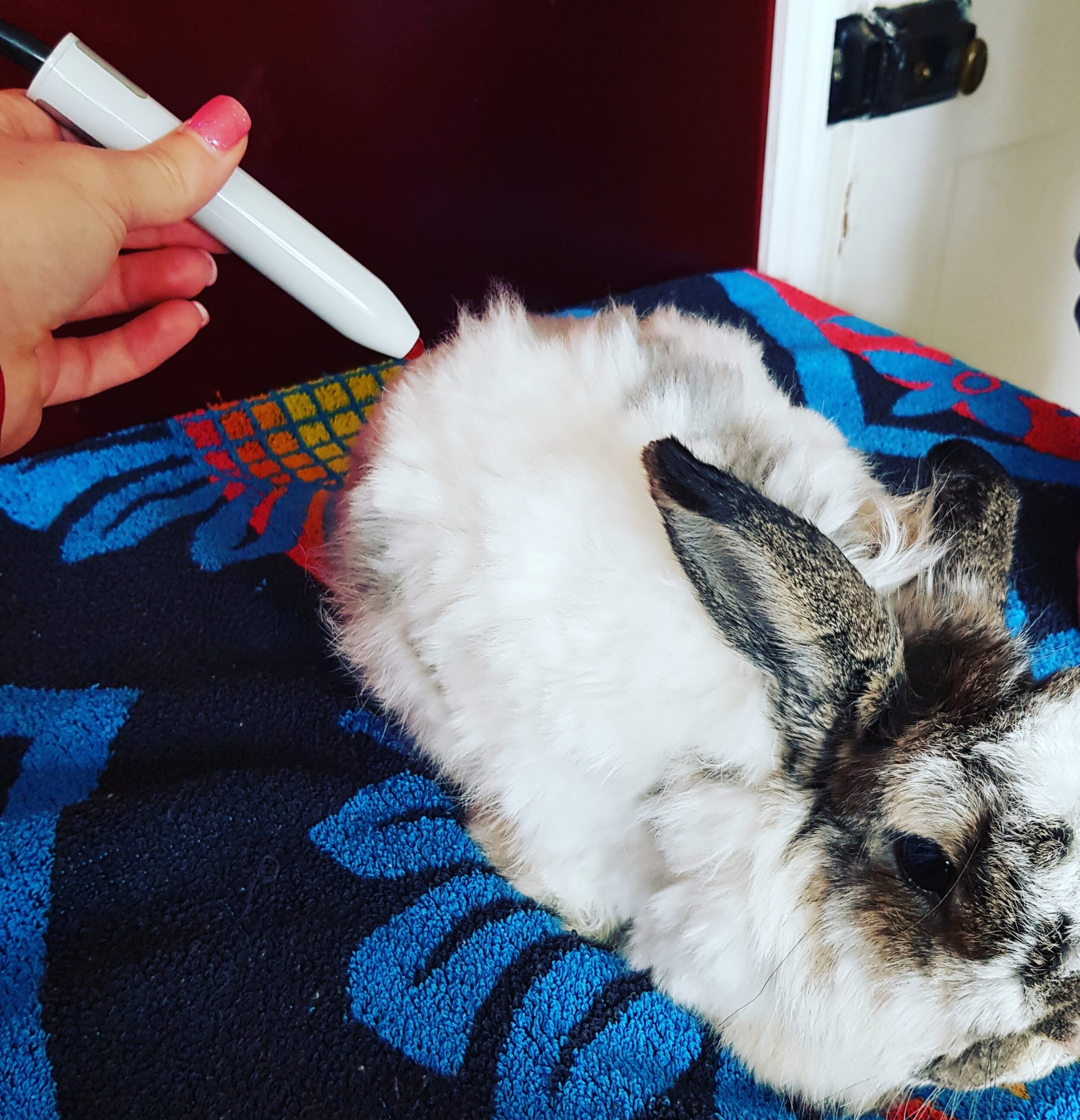 Pets + Laser Therapy — 4 Paws Acupuncture Tauranga