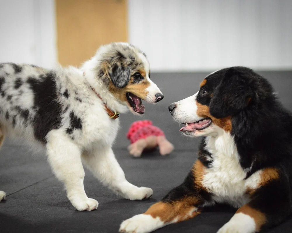 Puppy & Dog Training Services — Polite Pooches Positive Dog Training