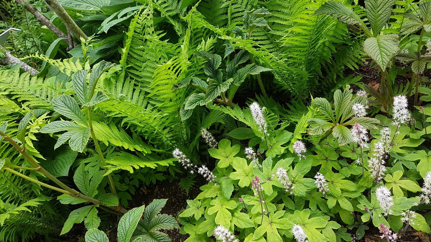 TOM BANNISTER STUDIO