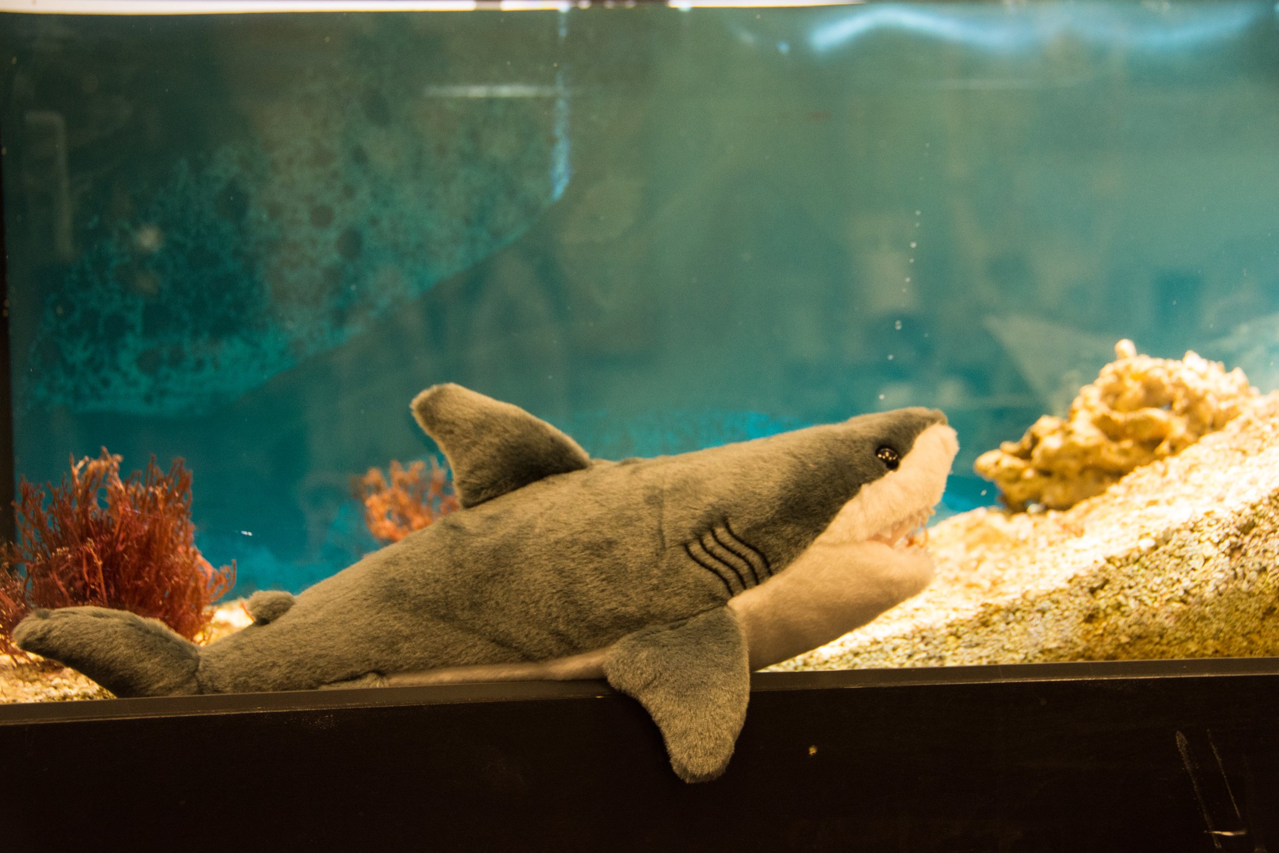 Ocean First Institute