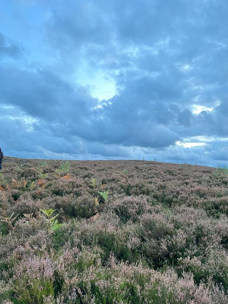 To Plant or Not to Plant: The Challenges and Opportunities of Grassland ...