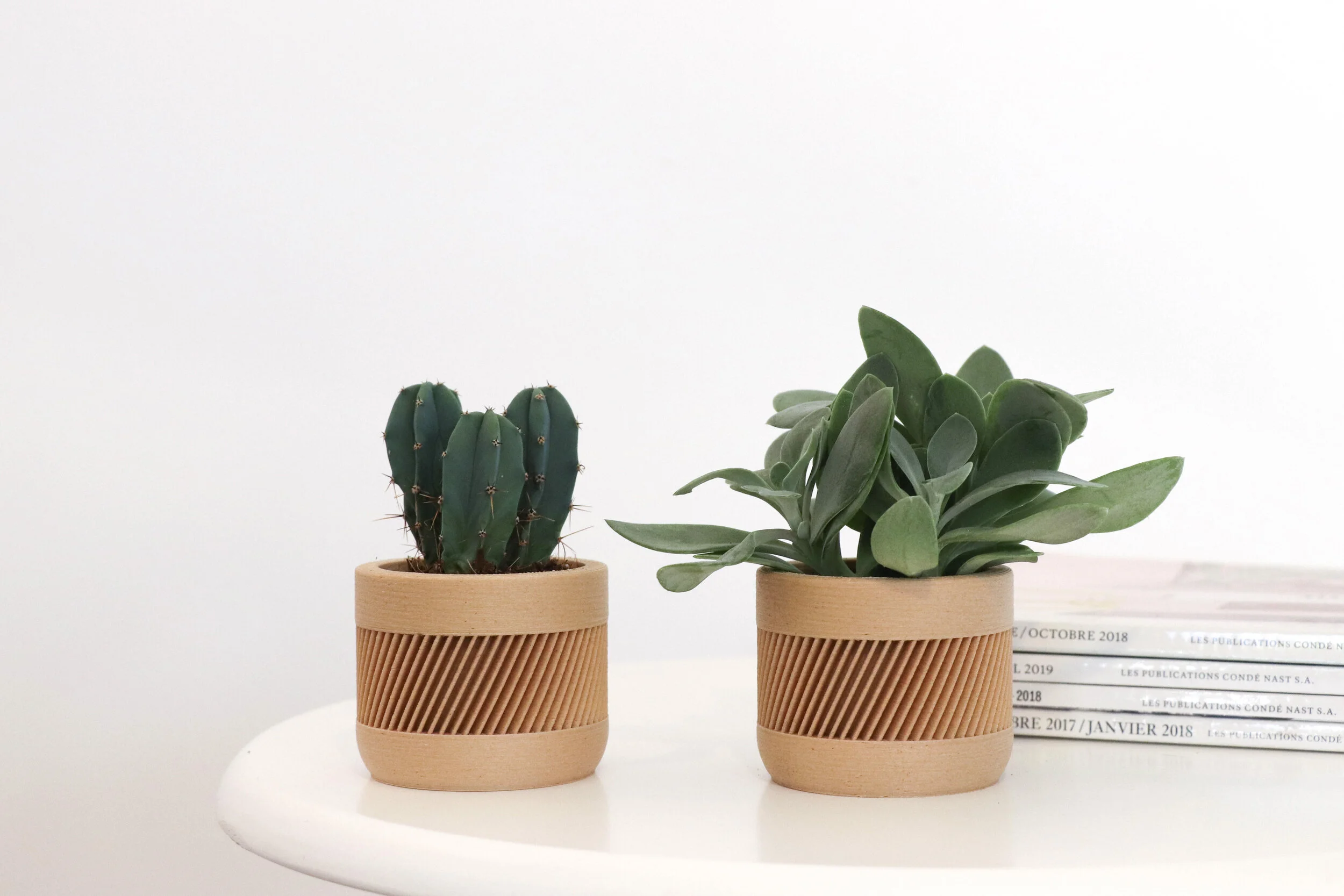 L'entretien des cactées et succulentes — La Résidence