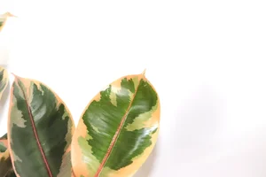Comment entretenir et sublimer votre Ficus Belize — La Résidence