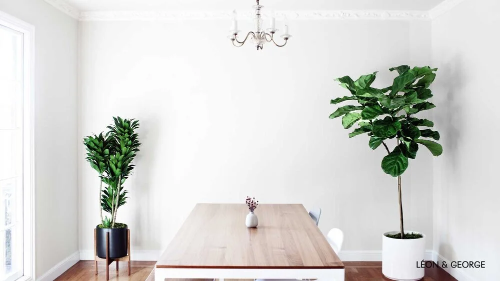 Un fond d'écran végétal pour mes réunions Zoom — La Résidence