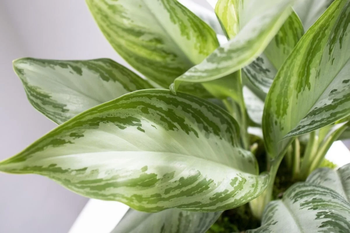 Comment entretenir et sublimer votre Silver Evergreen — La Résidence