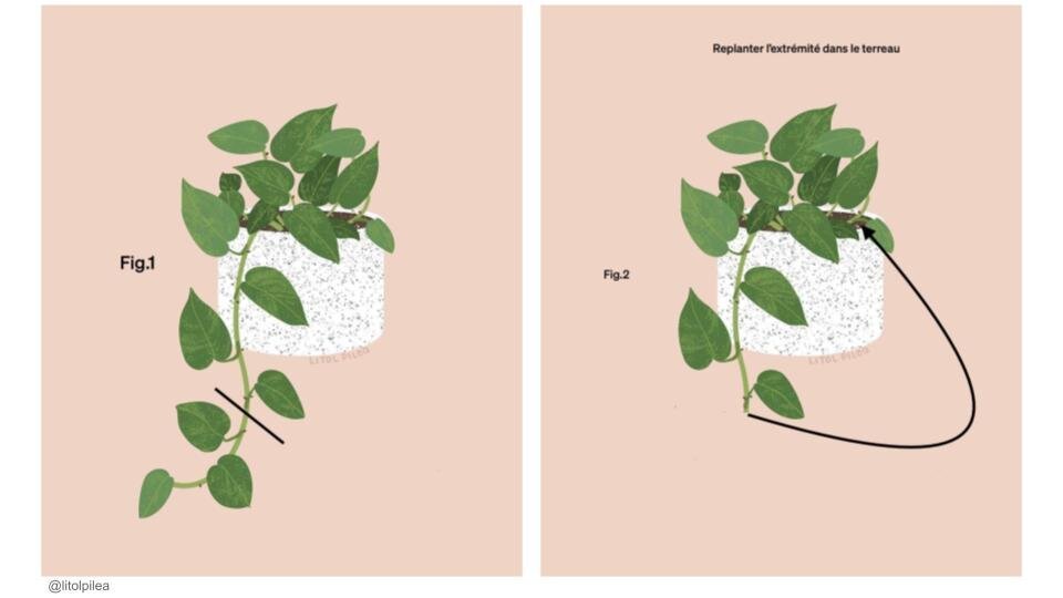 Pruning and pinching of indoor plants — La Résidence