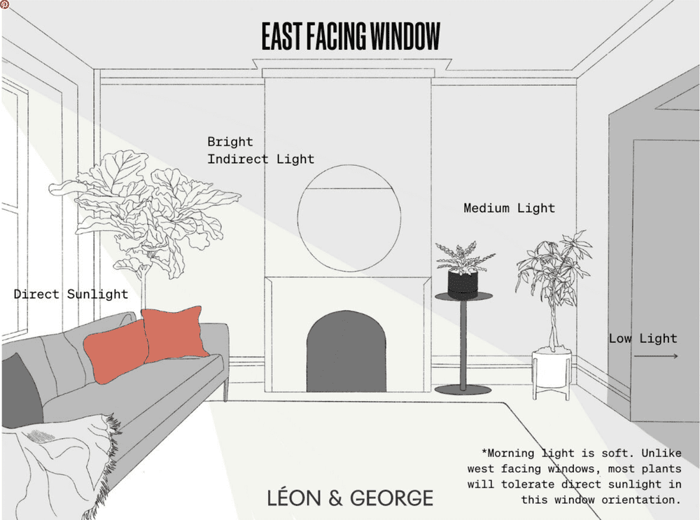 Light Requirements For Plants: Explained ! — La Résidence