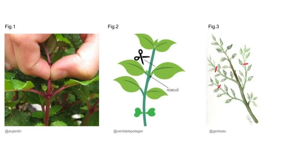 Pruning and pinching of indoor plants — La Résidence