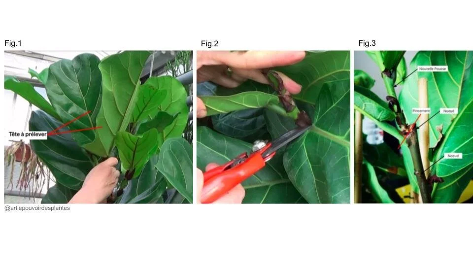 Pruning and pinching of indoor plants — La Résidence