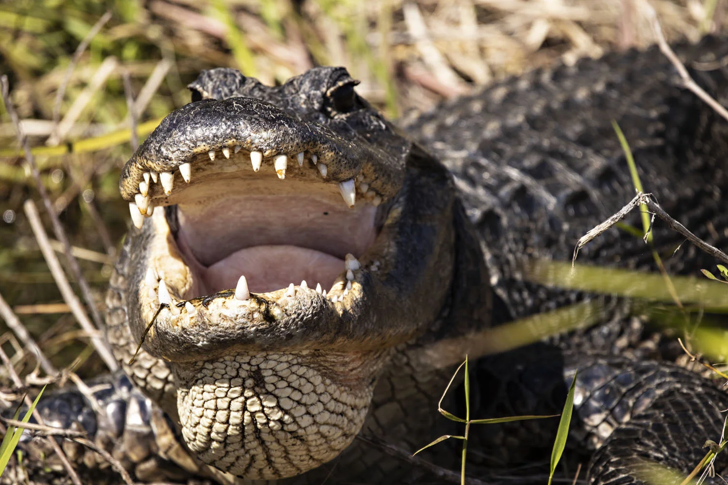 Alligator Eats Shark