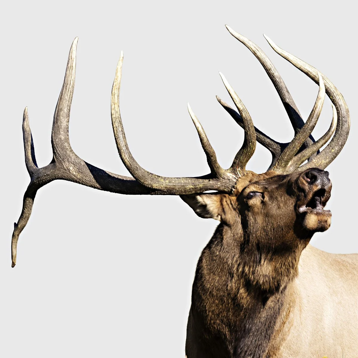 Bull Elk