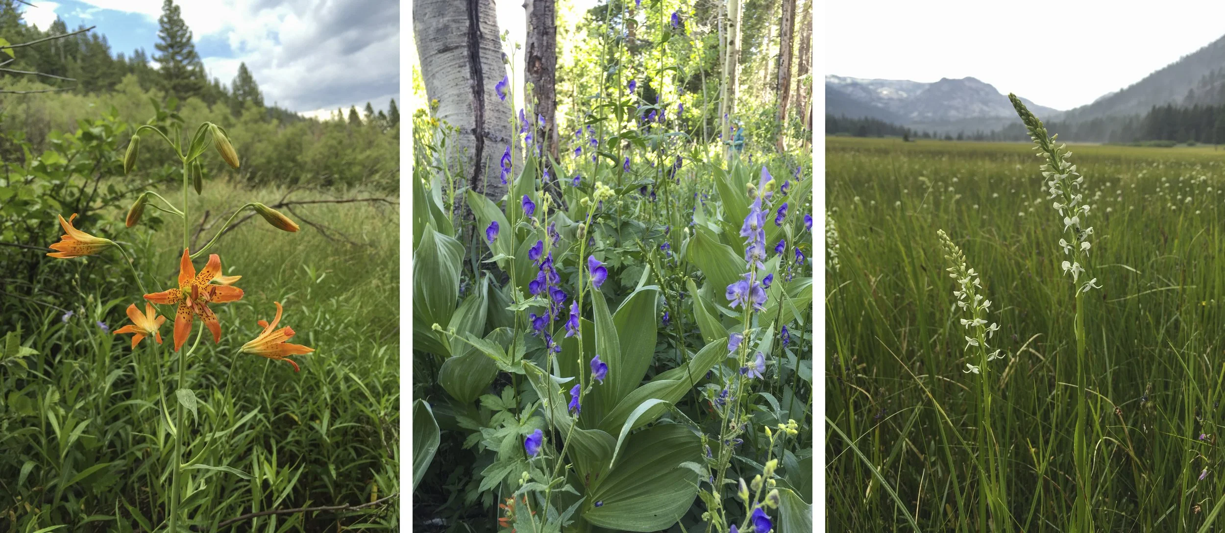 Protect and Enjoy: Wildflowers on Land Trust Lands — Truckee Donner ...