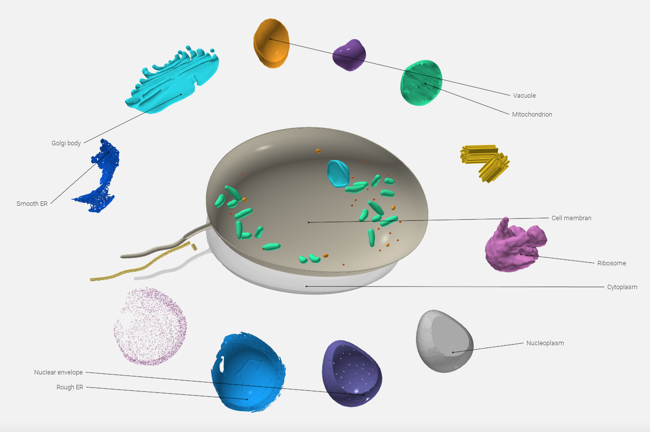 Cell Explorer — SCoPE