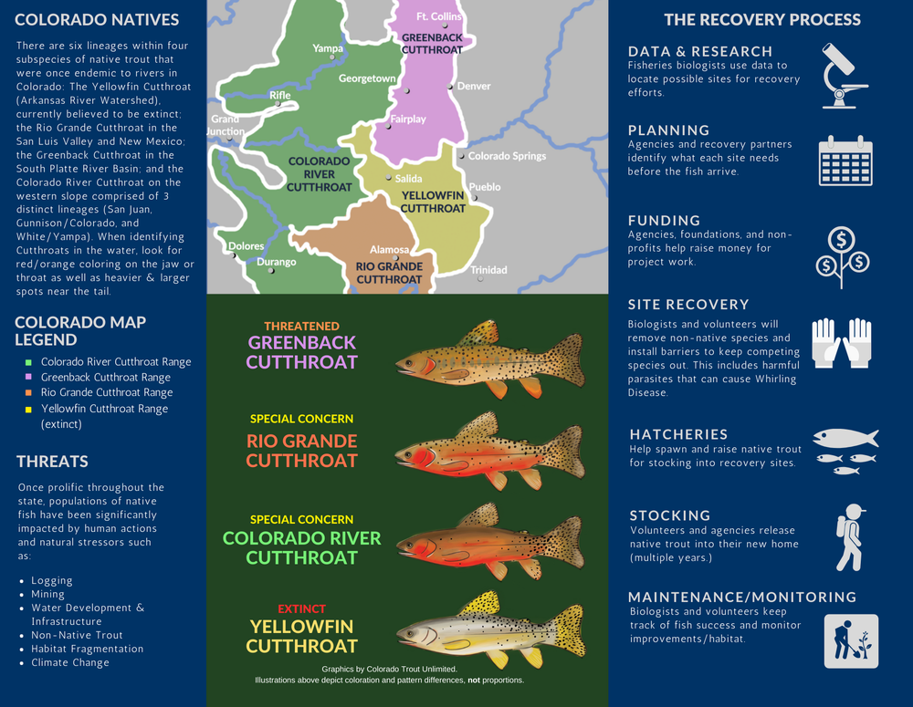 Colorado's Native Cutthroat Trout — Colorado River Headwaters Chapter ...