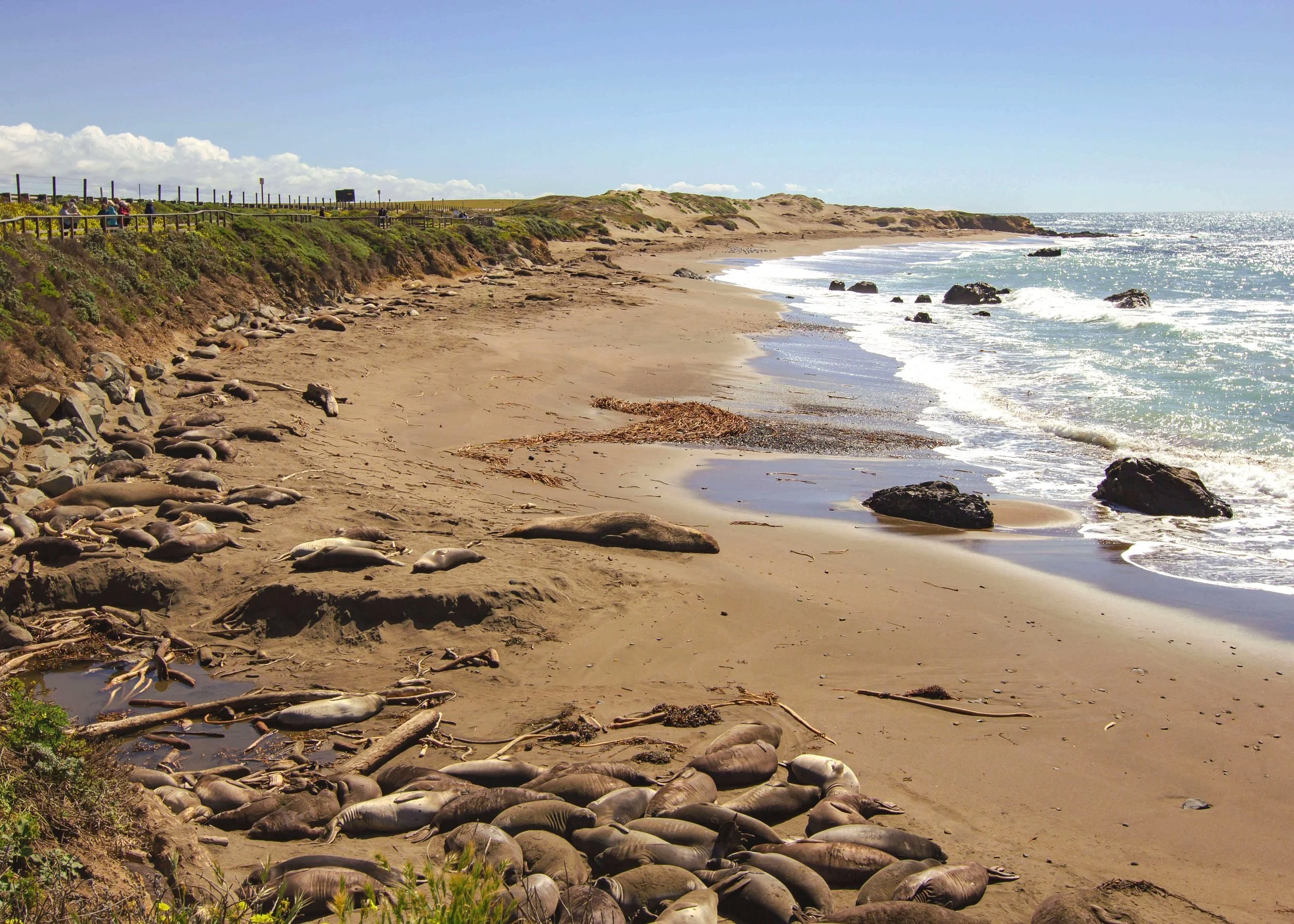 Travel Guide to Cambria, California — Moore Misadventures