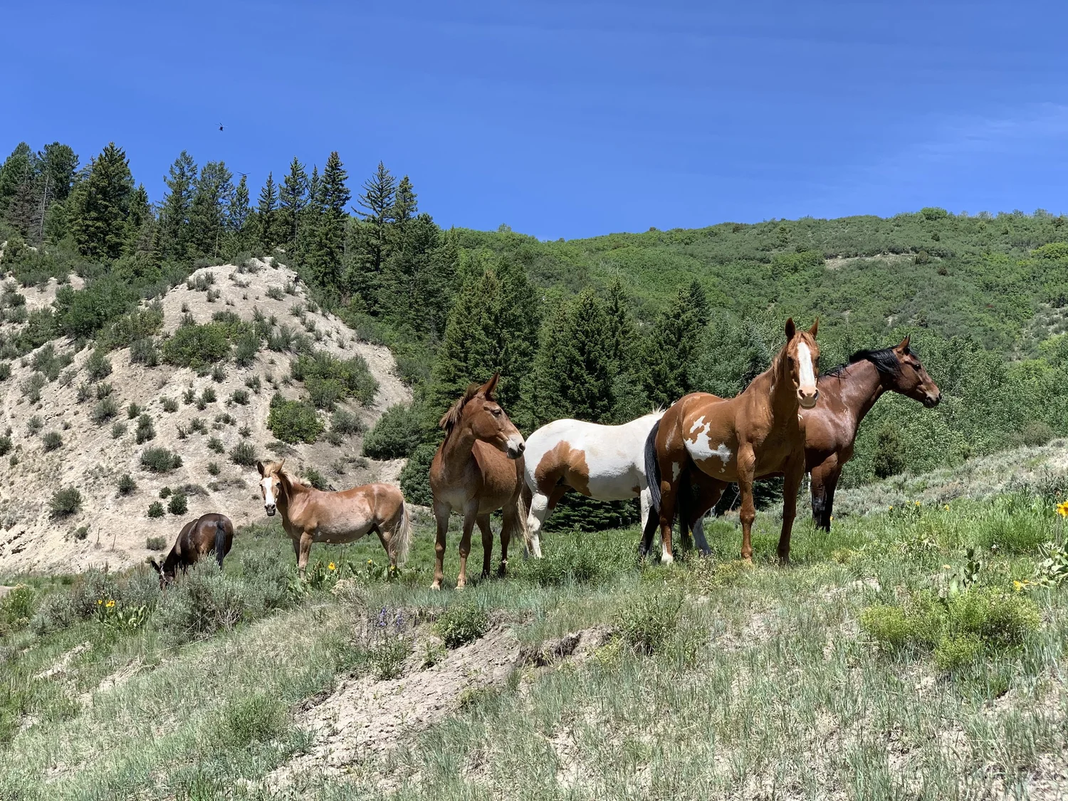 The Copper Bar Ranch