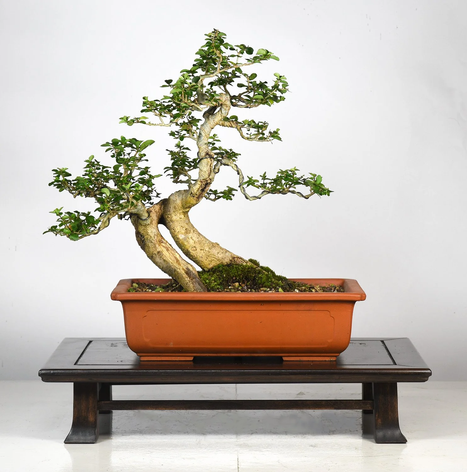 Bonsai — Michael Kempson