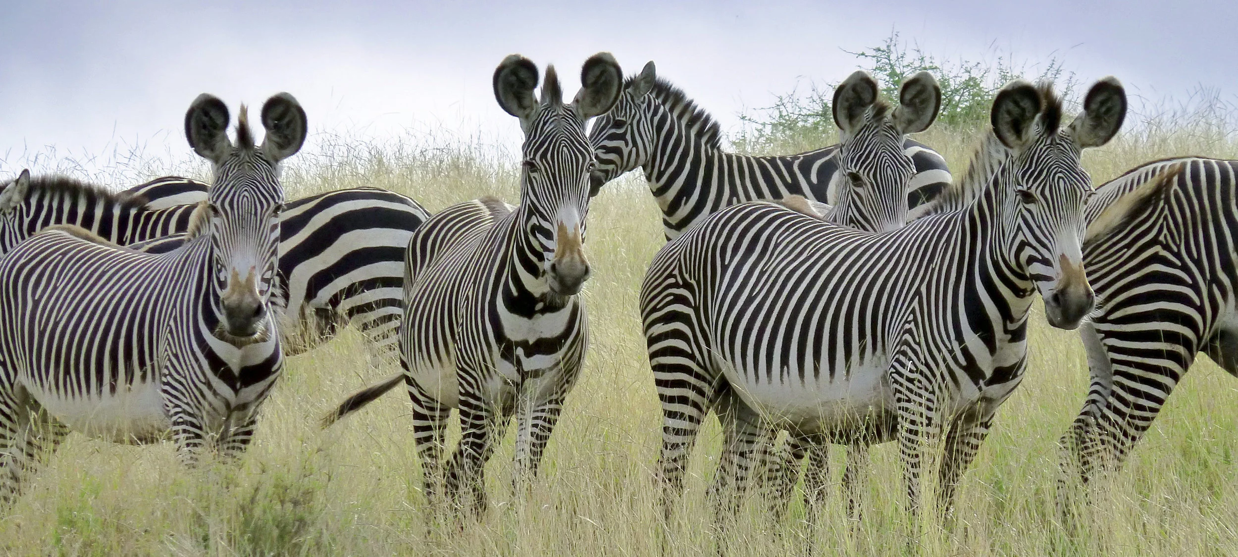 The Grevy's Zebra Trust — World Women Work