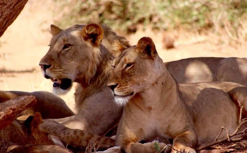 The Mama Simba Are Inspiring The World — World Women Work