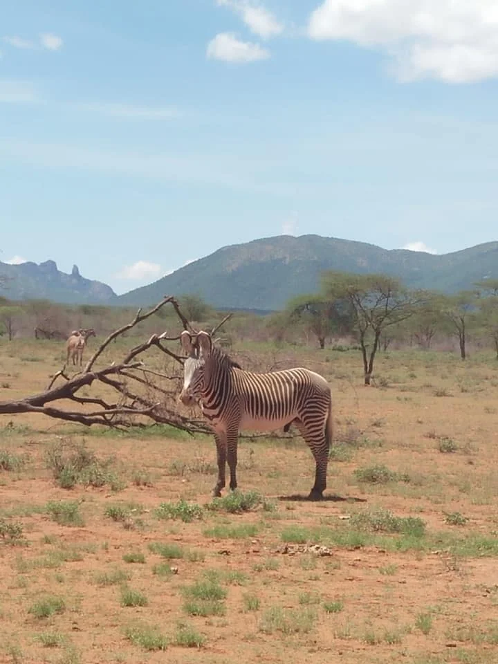Community Based Conservation with Grevy's Zebra Trust — World Women Work